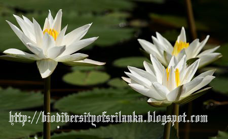 Biodiversity of Sri Lanka: ඕලු[Olu]/Water Lilly (Nymphaea pubescens)