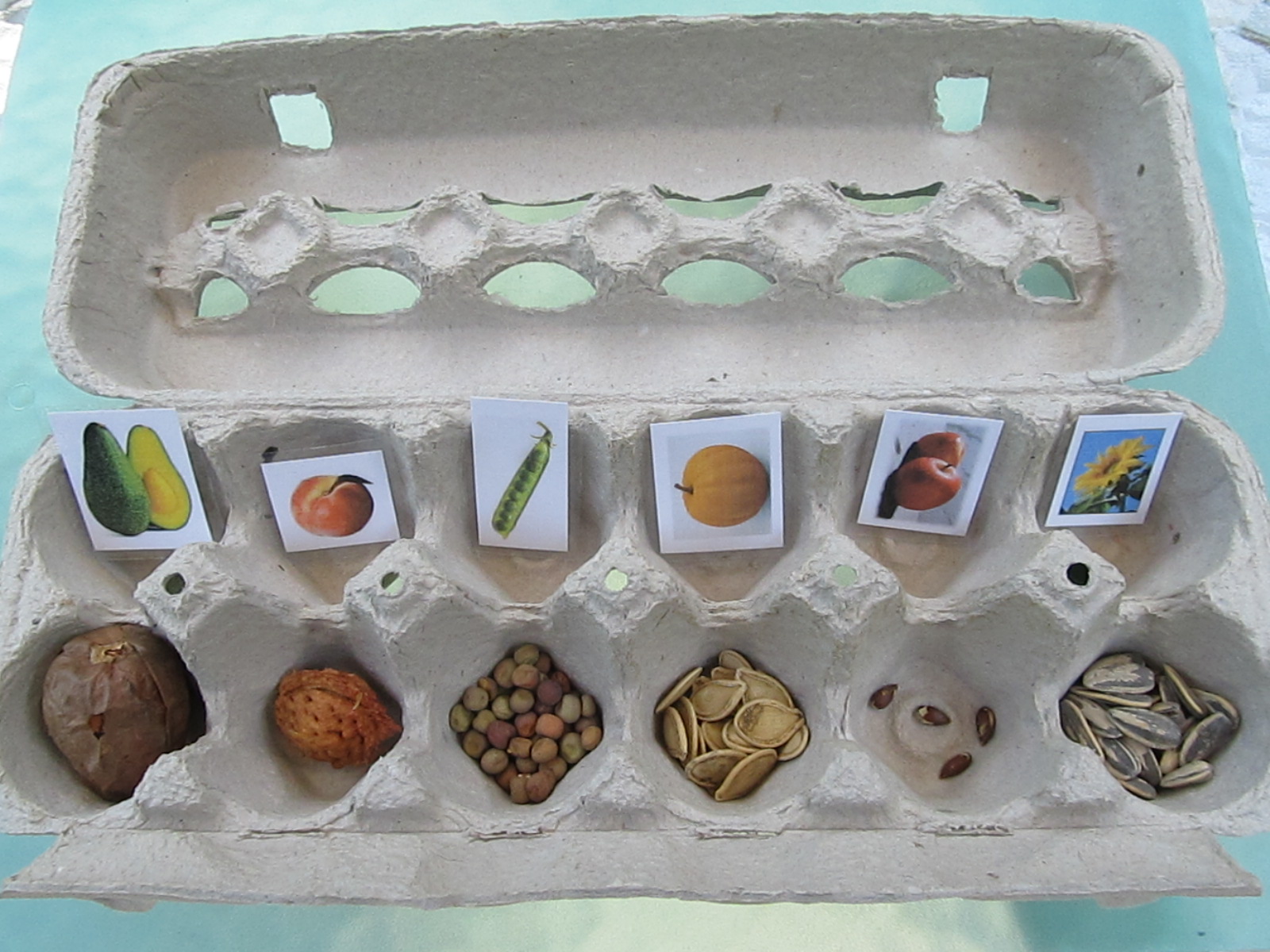 Kitchen Floor Crafts: Virtual Book Club: Seed Exploration with Gail Gibbons