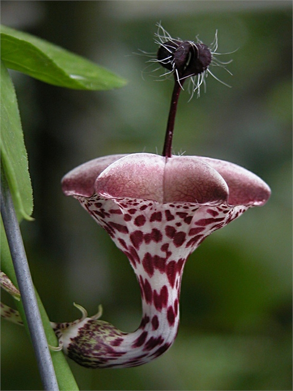 Top 10 Rare & Unusual Flowers Top 10 Rare & Unusual Flowers
