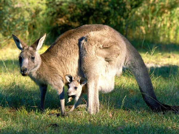 Kangaroo Basic Facts And Pictures The Wildlife kangaroo-basic-facts-and-pictures-the-wildlife