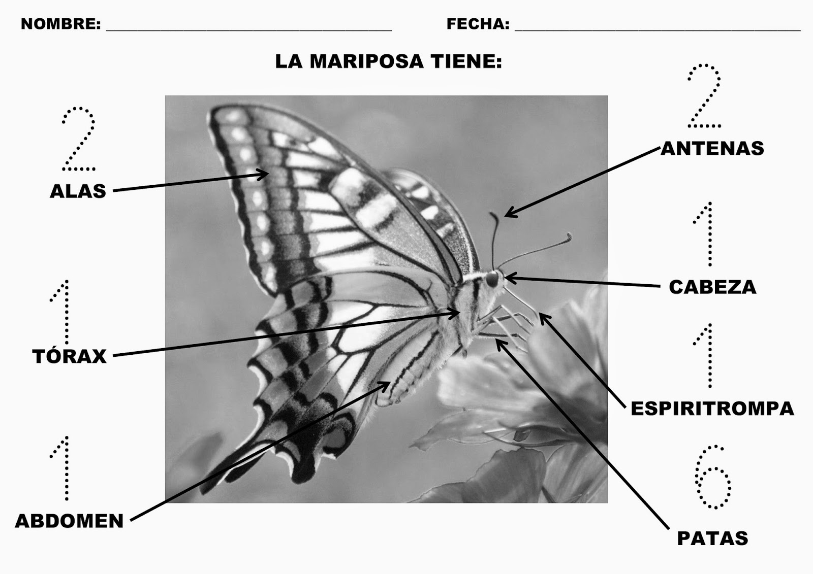 Trabajando con personitas: Las partes de la MARIPOSA