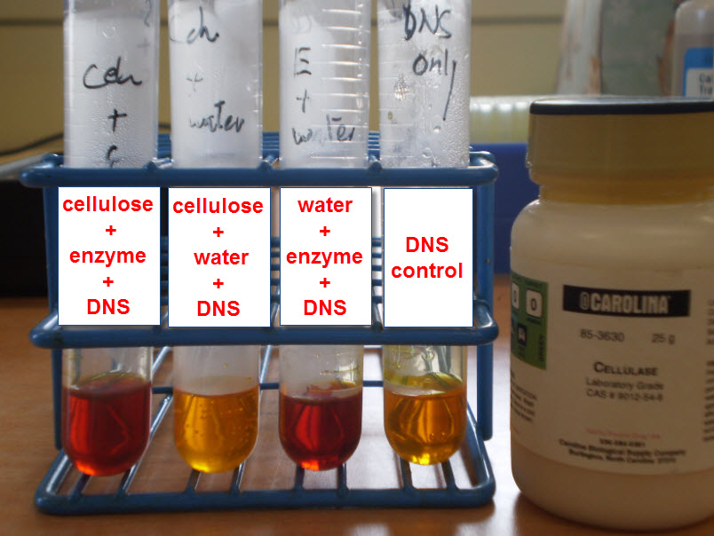 Amylase Test Reagent at Nicole Routh blog