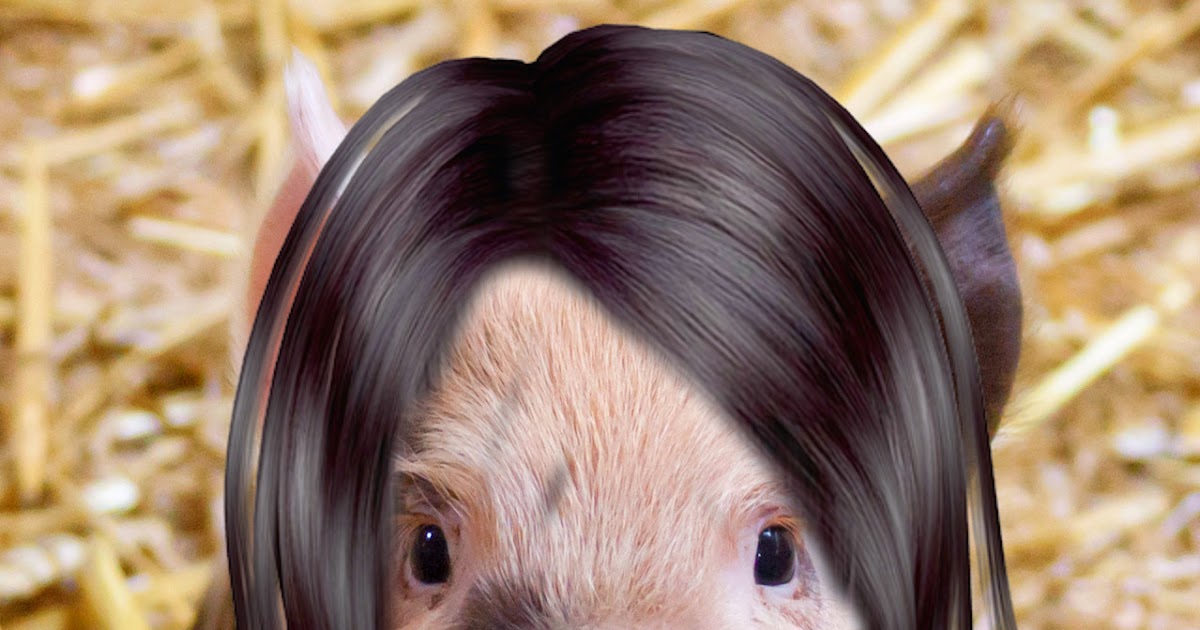 Pigs with Wigs: Oink!