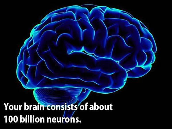 Collections Know Your Brain Interesting Facts About Brain collections-know-your-brain-interesting-facts-about-brain