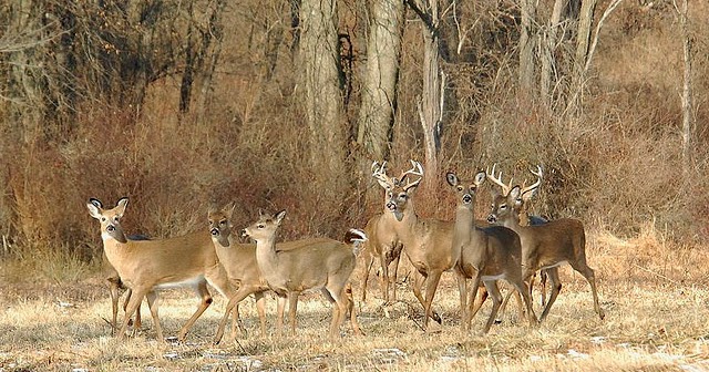 The Deciduous Forest Biome: The White-tailed Deer