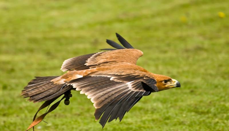 Facts about birds of prey | Facts About All