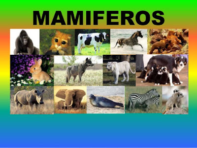 LOS ANIMALES VERTEBRADOS: Ahora conoceremos algunos animales mamíferos ...