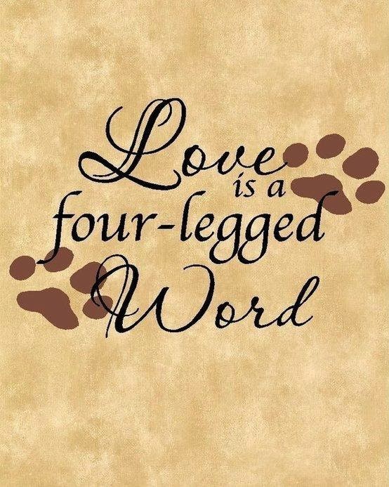 Pets N More Inspiring Quotes For People Who Love Animals pets-n-more-inspiring-quotes-for-people-who-love-animals