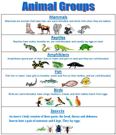 Grupos de animales | Animales