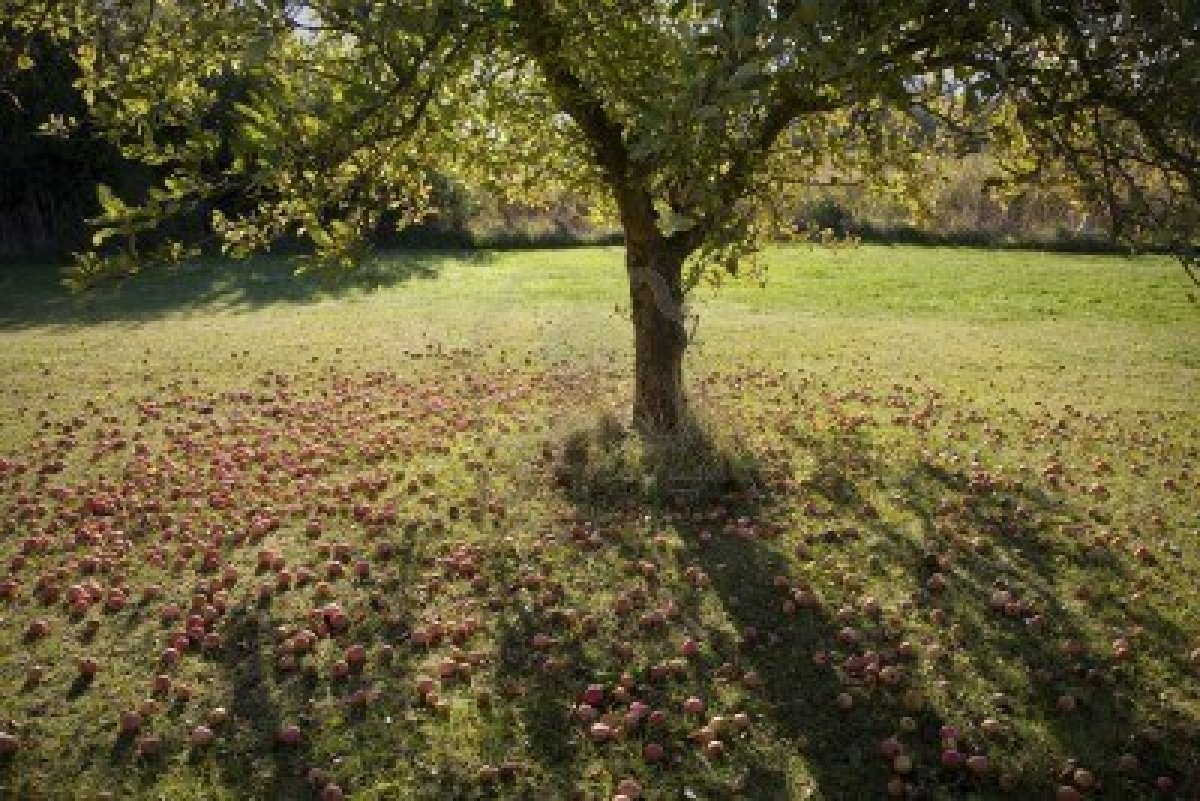 Daily Meditations with Fr. Alfonse: Luke 19:1-10 Zacchaeus Tree Daily Meditations with Fr. Alfonse: Luke 19:1-10 Zacchaeus Tree