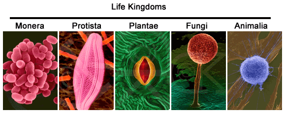 The Cell World: Cell Types