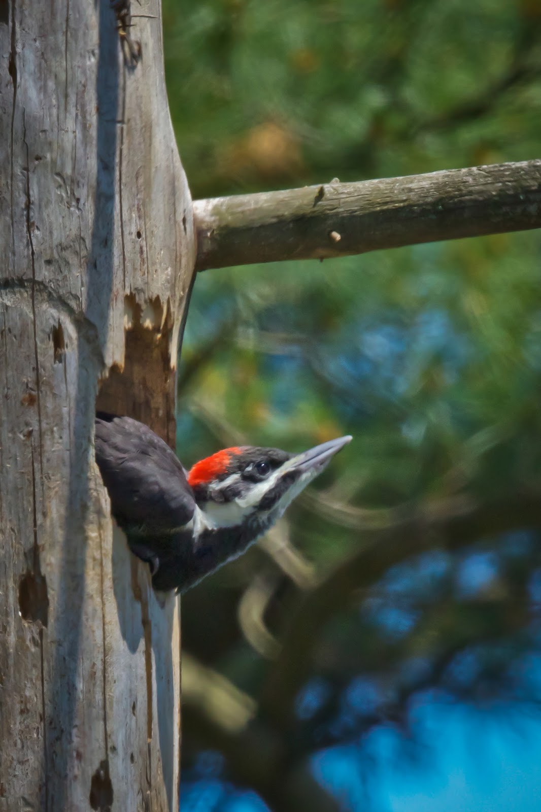 Feather Tailed Stories: Pileated Woodpecker Babies Feather Tailed Stories: Pileated Woodpecker Babies