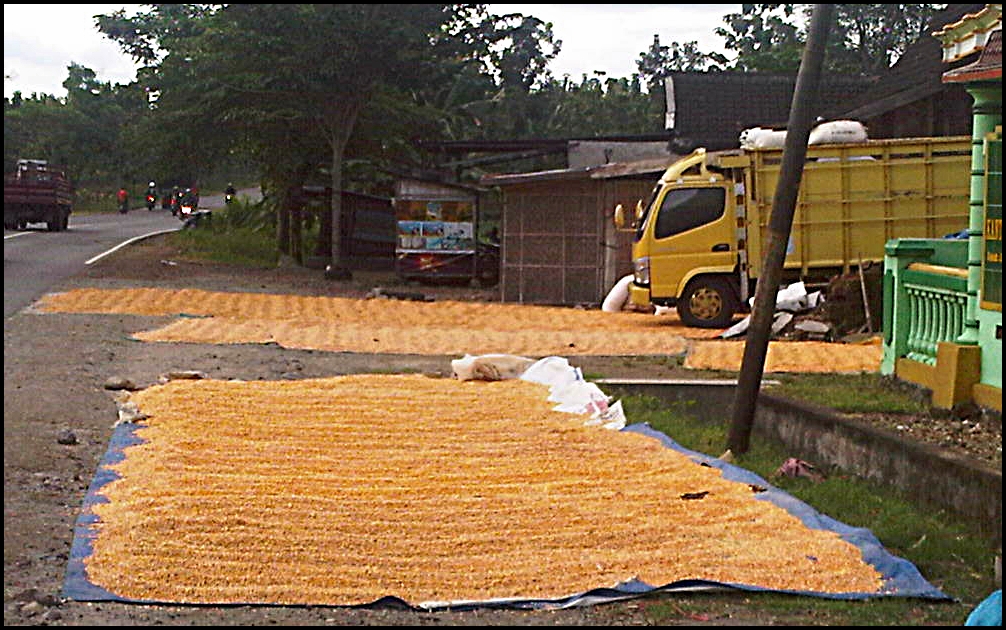 Harga Jagung BNS Indonesia: Harga Jagung di Ngawi Beranjak Naik ... Harga Jagung BNS Indonesia: Harga Jagung di Ngawi Beranjak Naik ...