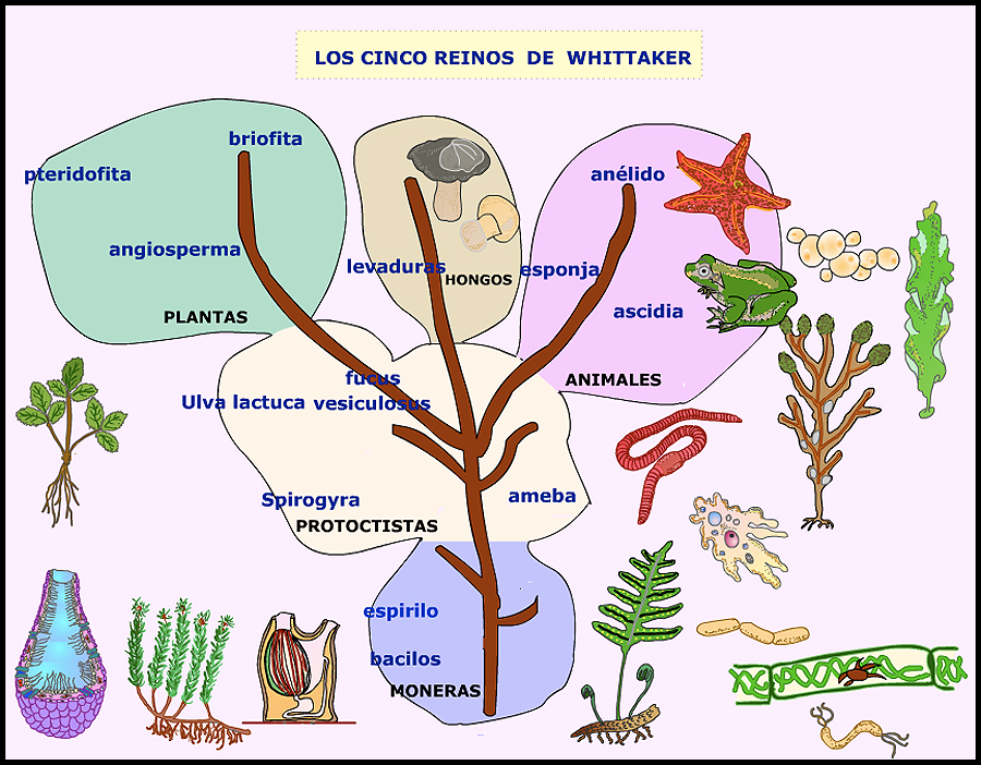 Naturarchives: Biodiversidad. Clasificación de los seres vivos.