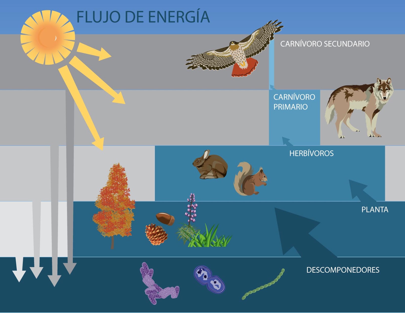 Flujo de Materia y Energia, y Ciclo del Carbono | Educación para el Desarrollo Sostenible