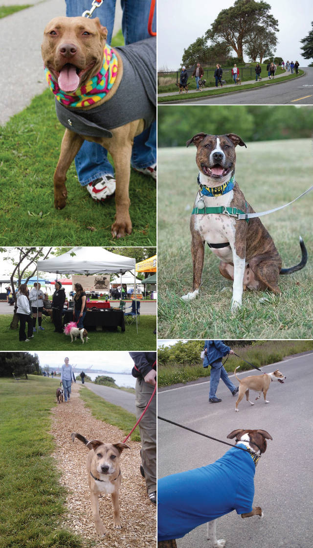 Two Pitties In The City How To Start A Dog Walking Group In Your City two-pitties-in-the-city-how-to-start-a-dog-walking-group-in-your-city
