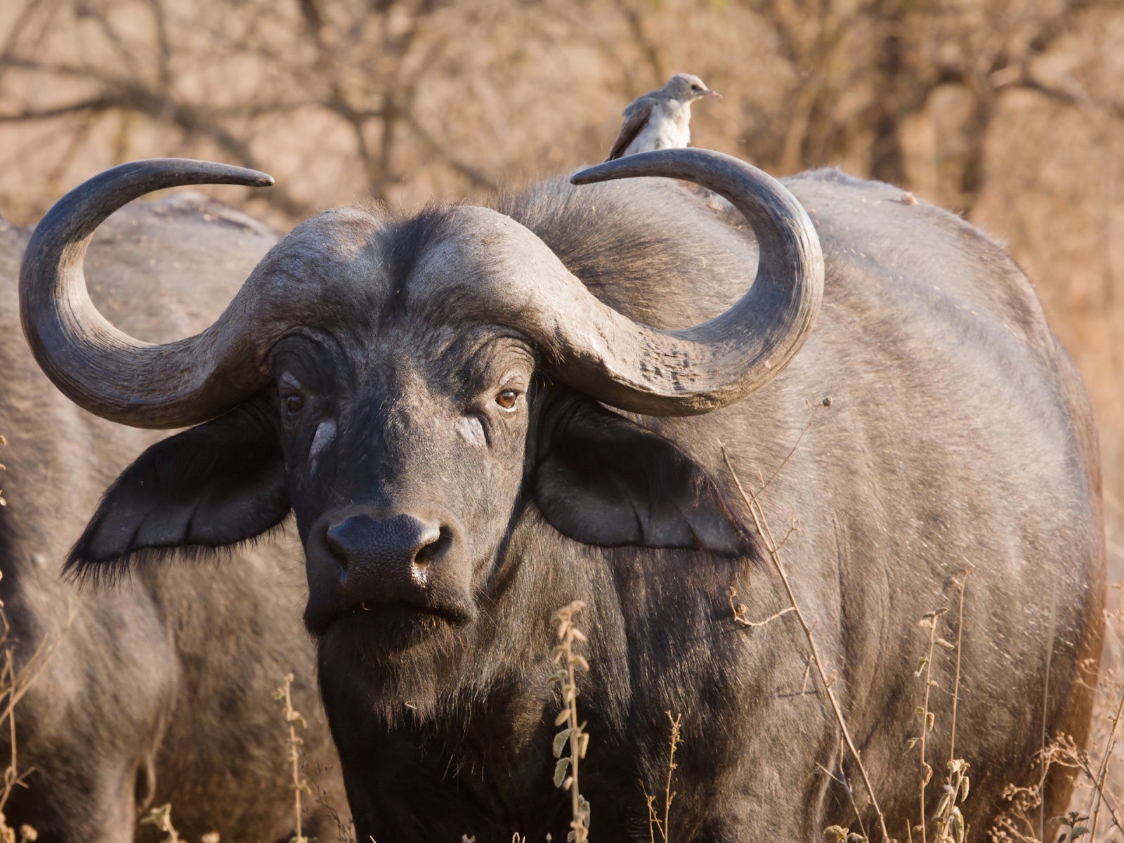Amazing African Animals African Safari Amazing Game Hunting amazing-african-animals-african-safari-amazing-game-hunting