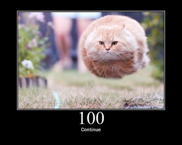 HTTP Status Cats HTTP Status Codes Illustrated By Cats http-status-cats-http-status-codes-illustrated-by-cats