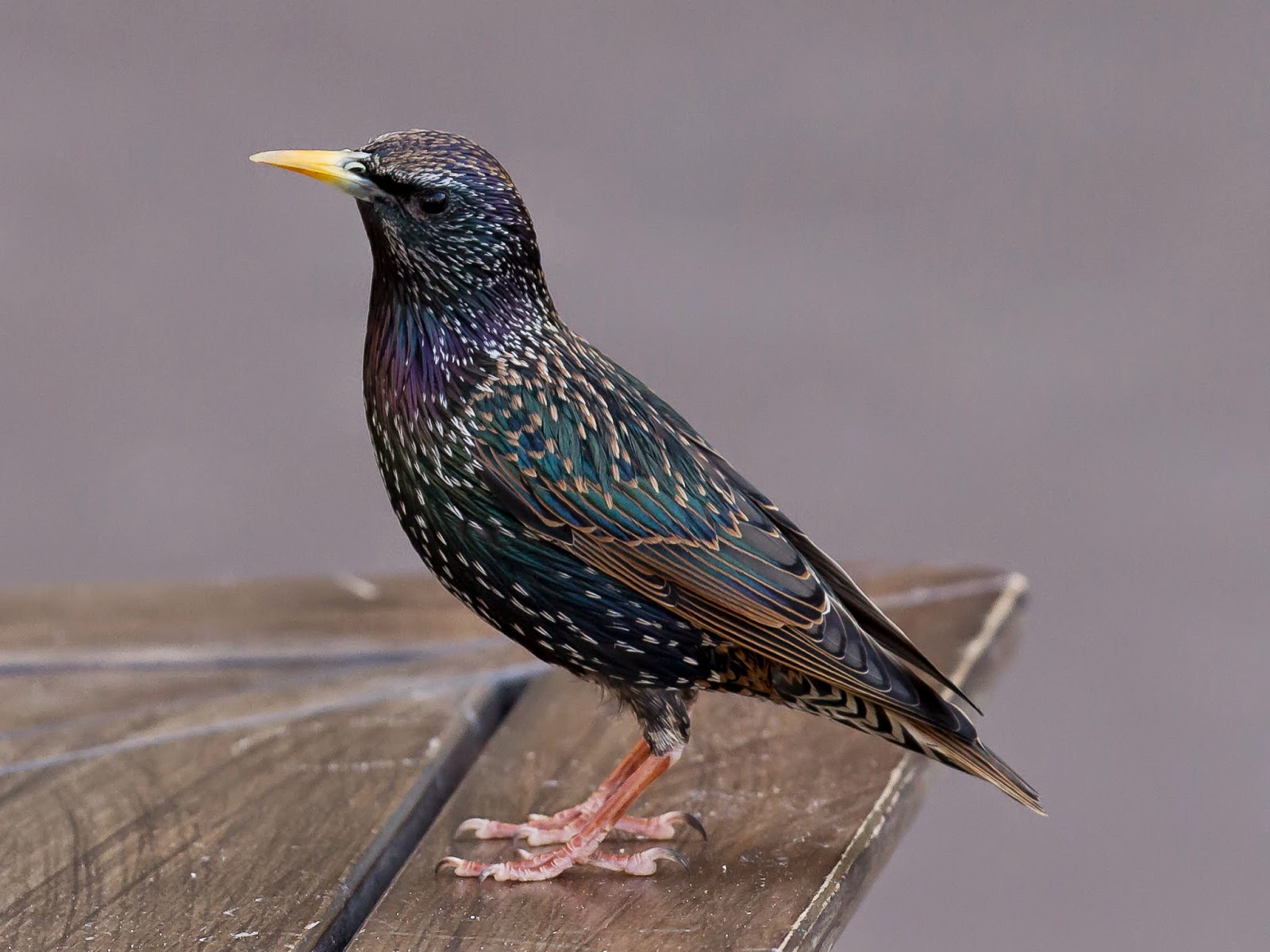 Natural ist Blonde Starling Murmurations Are Amazing natural-ist-blonde-starling-murmurations-are-amazing