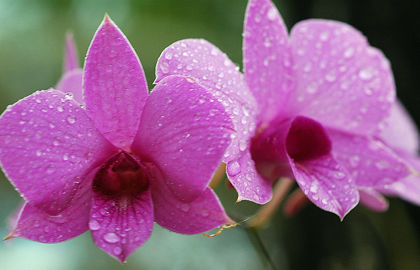 Captivated By Cooktown 2009 2010 2011 The Cooktown Orchid In Bloom And Beautiful captivated-by-cooktown-2009-2010-2011-the-cooktown-orchid-in-bloom-and-beautiful