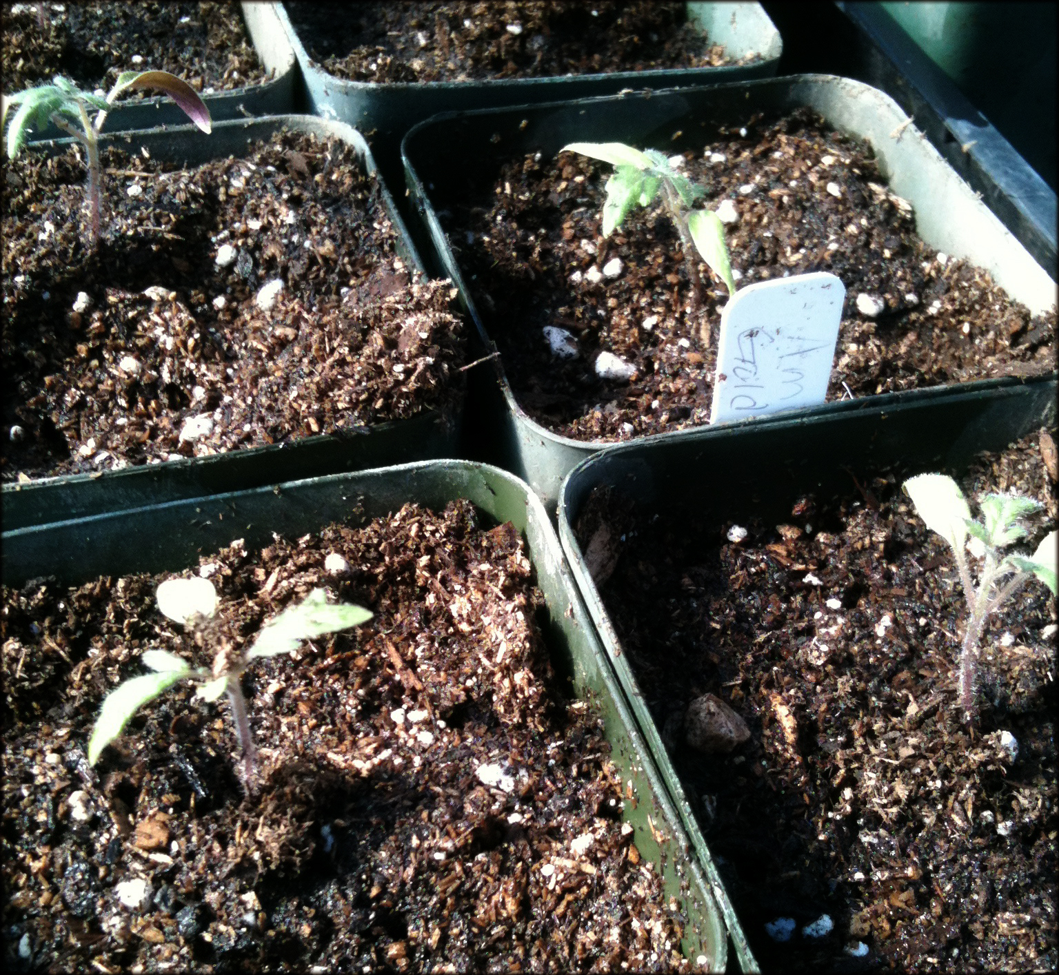 Valley View Nursery Blog: Transplanting Tomato Seedlings Valley View Nursery Blog: Transplanting Tomato Seedlings