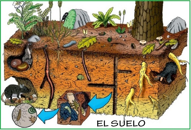 CIENCIAS NATURALES GRADO SEGUNDO: EL SUELO