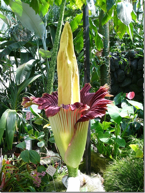 Daniel: La planta mes gran del mon Daniel: La planta mes gran del mon