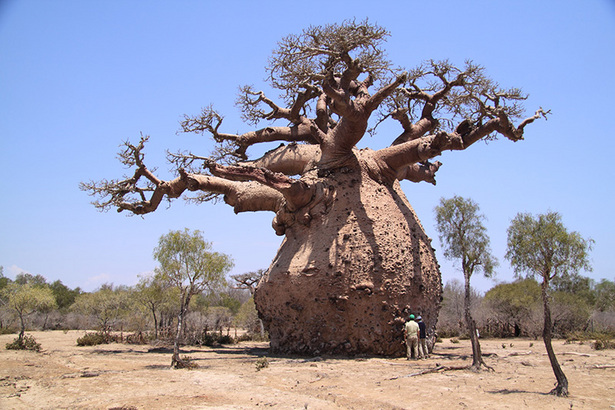 7 Most Unique Rare Plants In The World Did You Know 7-most-unique-rare-plants-in-the-world-did-you-know