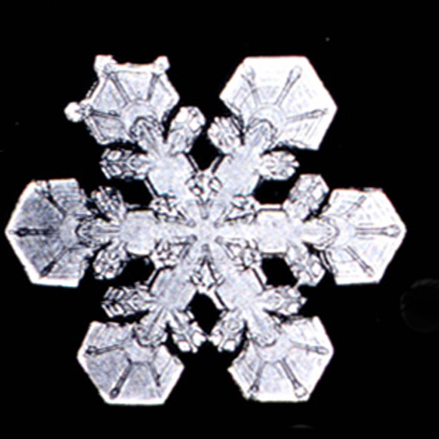 Never Let Me Go Wilson Bentley s Snowflakes never-let-me-go-wilson-bentley-s-snowflakes