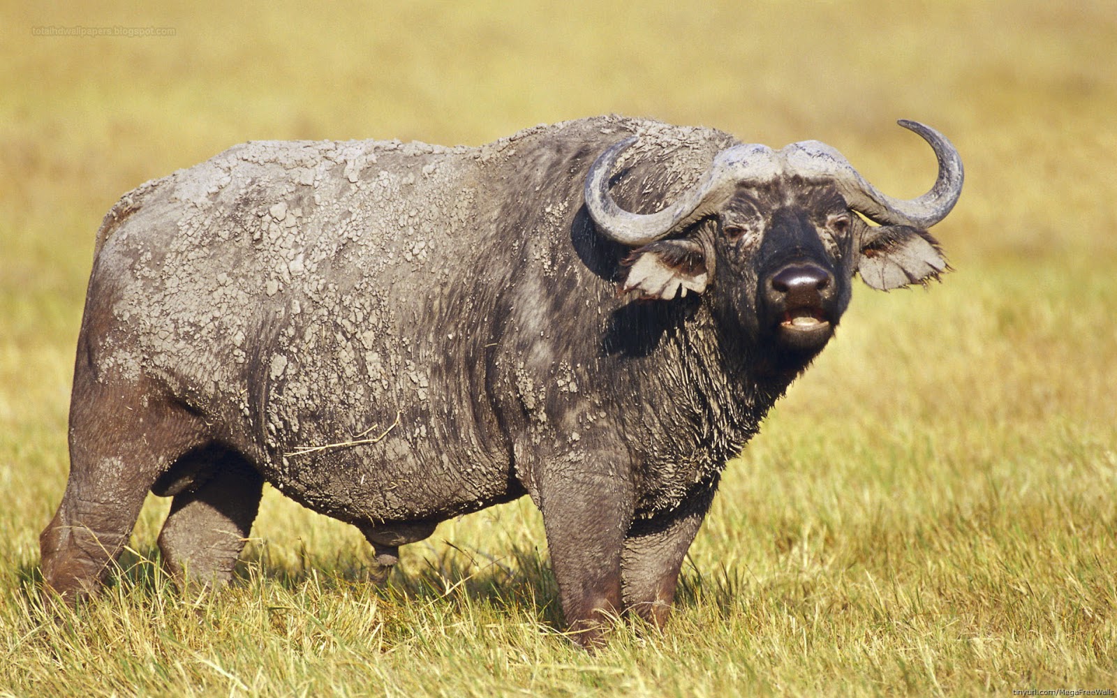 Buffalo Wallpapers hd - Free Wallpaper Buffalo Wallpapers hd - Free Wallpaper