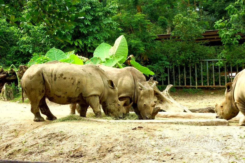 Pengalaman ke Zoo Taiping
