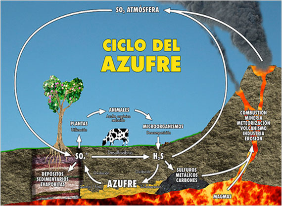 ciclos : ciclo del azufre
