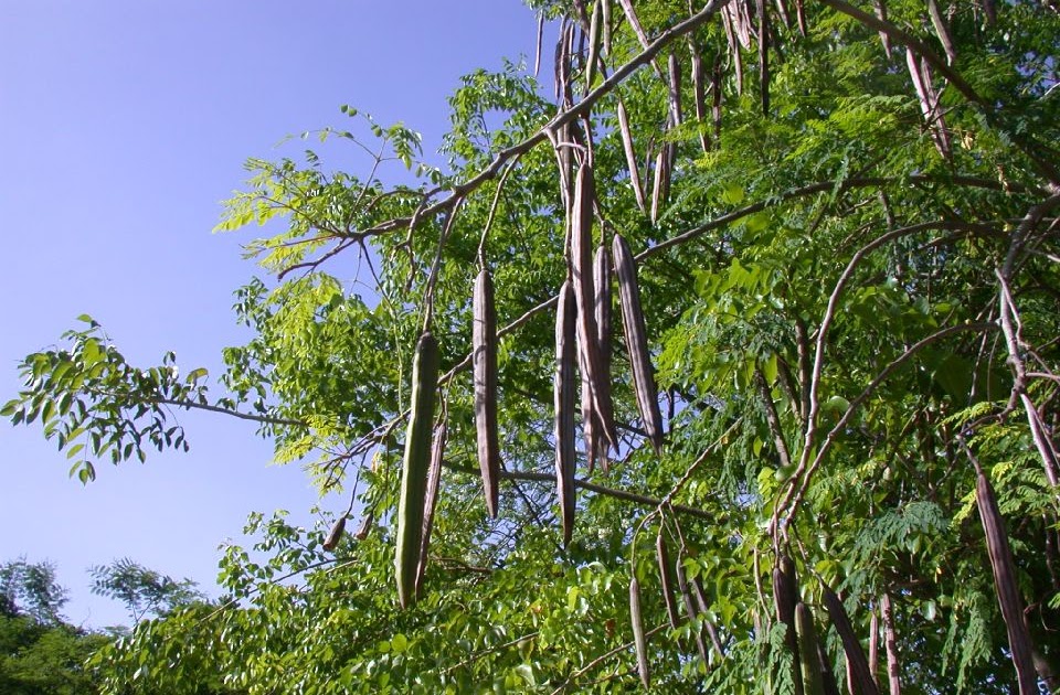 Moringa Oleifera The Miracle Vegetable Moringa Oleifera The Miracle moringa-oleifera-the-miracle-vegetable-moringa-oleifera-the-miracle