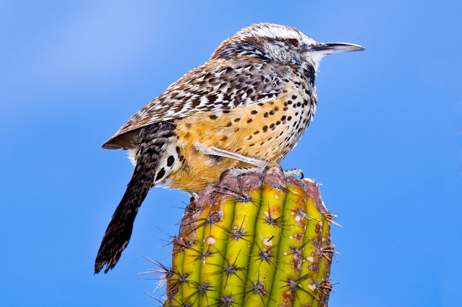 Cactus Wren ~ Birds World