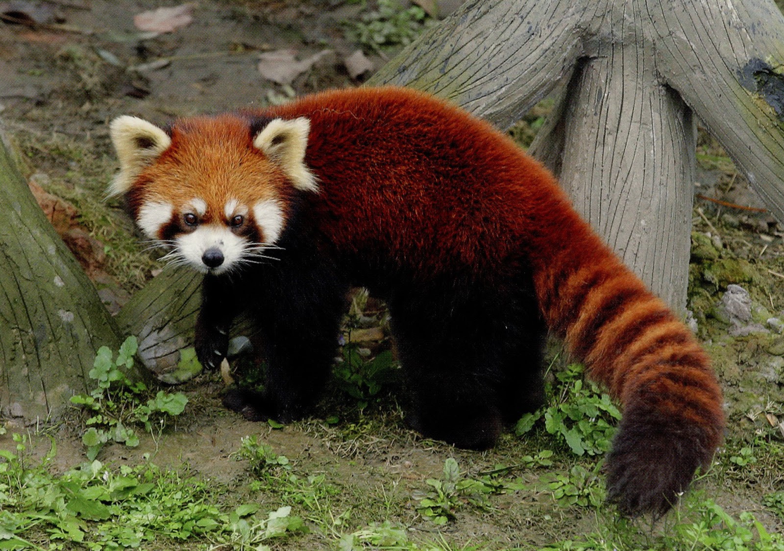 Postcard Interchange Red Panda Cards From Singapore Zoo River Safari postcard-interchange-red-panda-cards-from-singapore-zoo-river-safari
