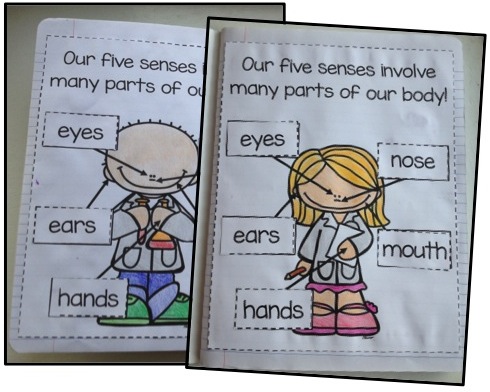Science Interactive Notebooks The Five Senses | The Barefoot Teacher