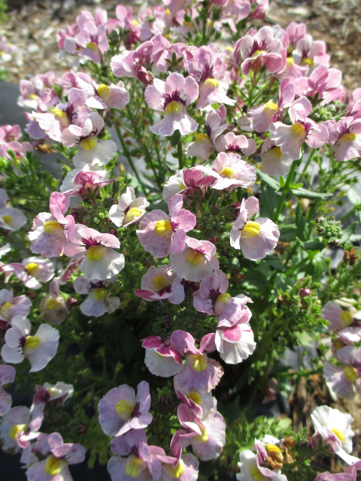 Nifty Nemesia - Rotary Botanical Gardens