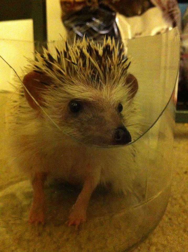 2013 Hedgehog Calendar Photo Contest 2013-hedgehog-calendar-photo-contest
