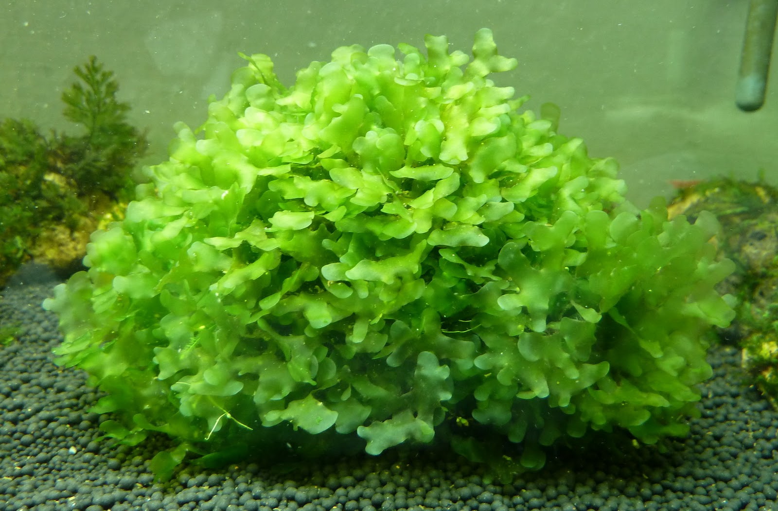 my aqua moss: Round Pellia