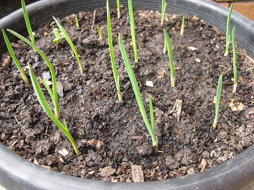 How to Grow Garlic in Pots | Garden How