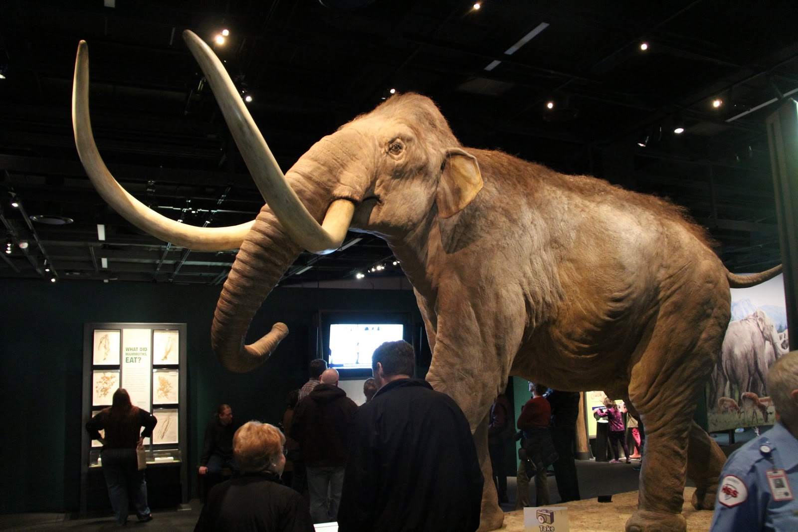 Stephen Bodio s Querencia Proboscideans Rule stephen-bodio-s-querencia-proboscideans-rule