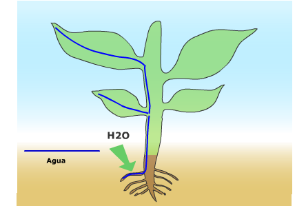 Que Es Capilaridad En Las Plantas - Sitios Online Para Adultos En Uruguay