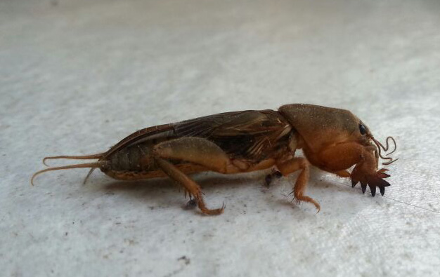 TYPES OF INSECTS African Mole Cricket types-of-insects-african-mole-cricket