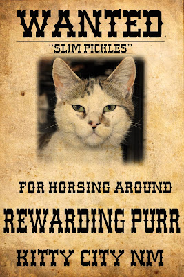 Catsparella: Must Love Cats Episode 5 Recap & Resource Guide