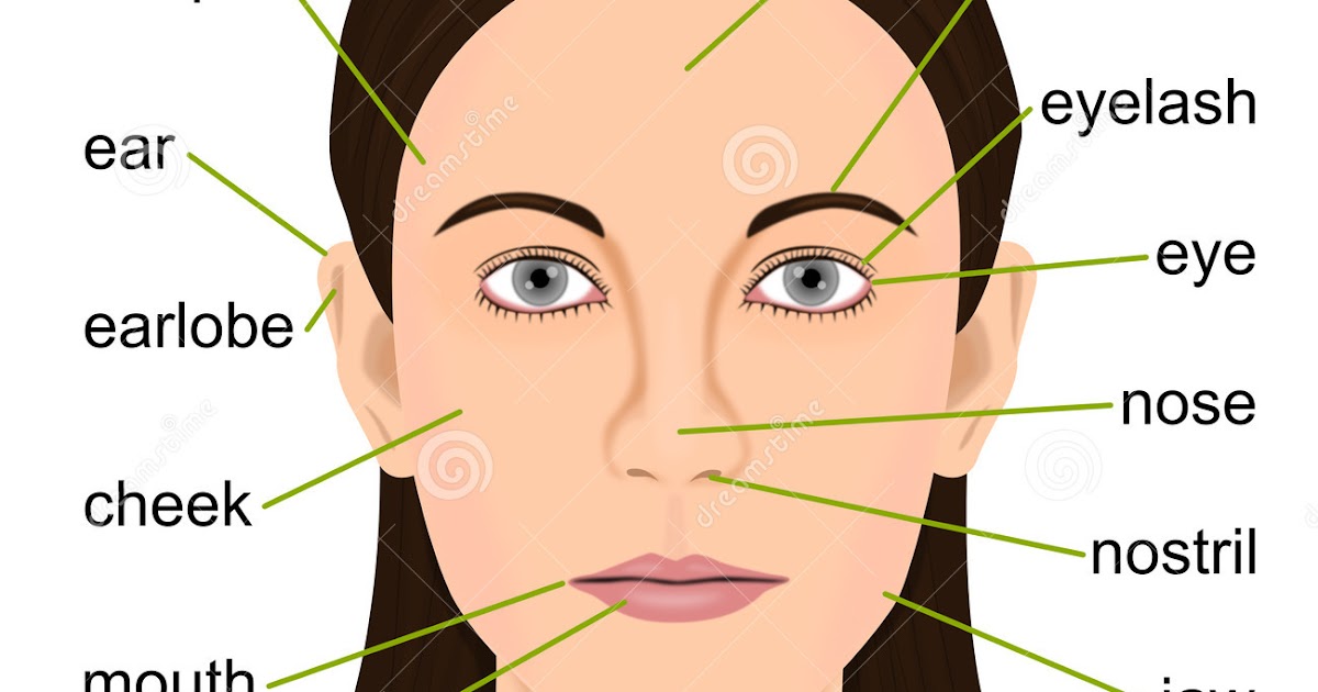 El inglés por el inglés: IDIOMA: 2. Vocabulary Bank: The Human Body (Head)