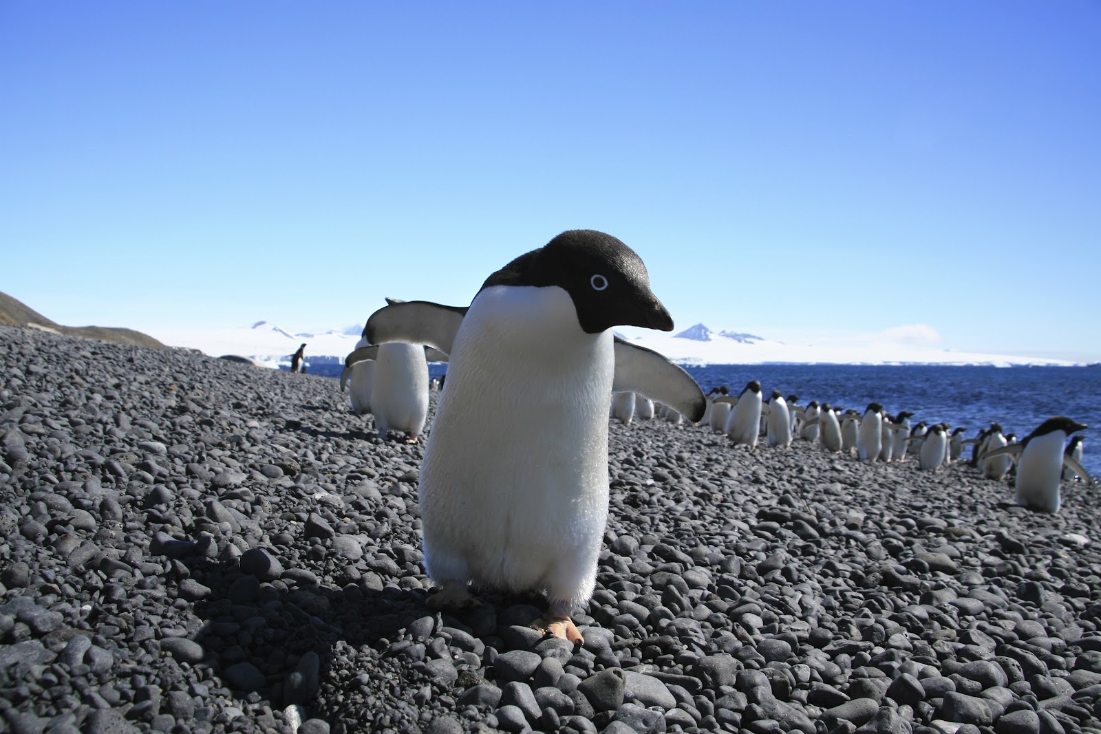 Adelie Penguin Life Of Sea adelie-penguin-life-of-sea