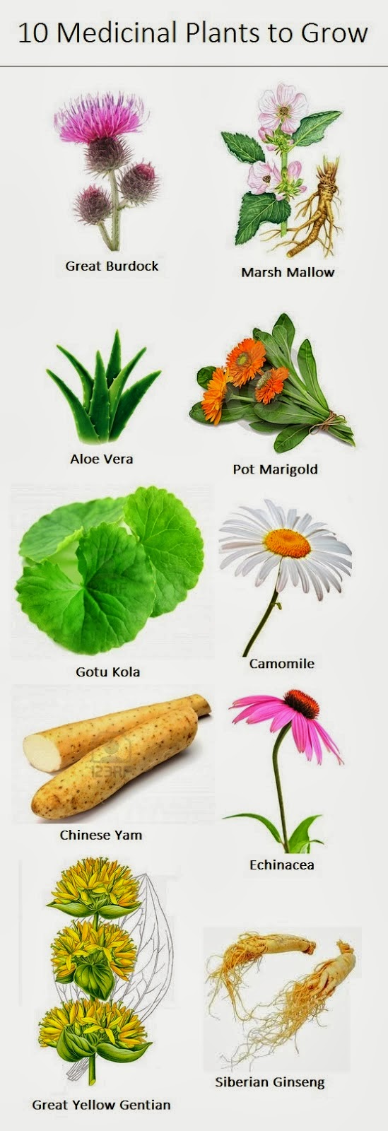 Medicinal Plants To Grow 101 Gardening medicinal-plants-to-grow-101-gardening