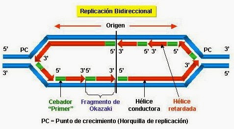 REPLICACION DE ADN