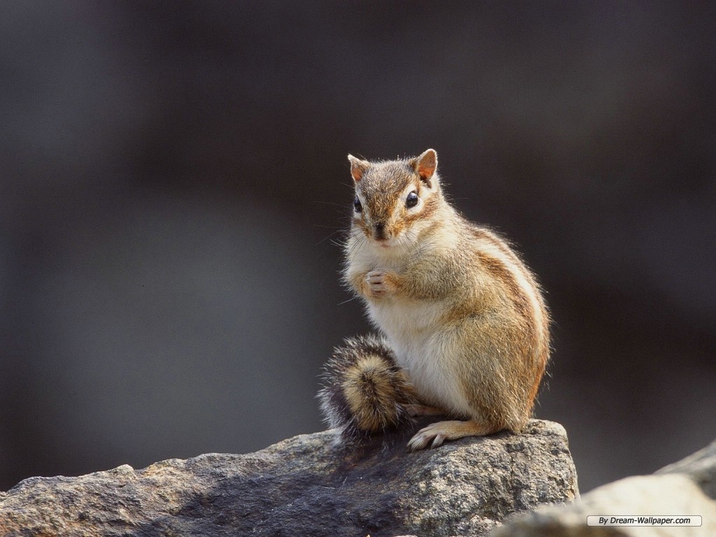 Squirrel Wallpapers | Fun Animals Wiki, Videos, Pictures, Stories Squirrel Wallpapers | Fun Animals Wiki, Videos, Pictures, Stories