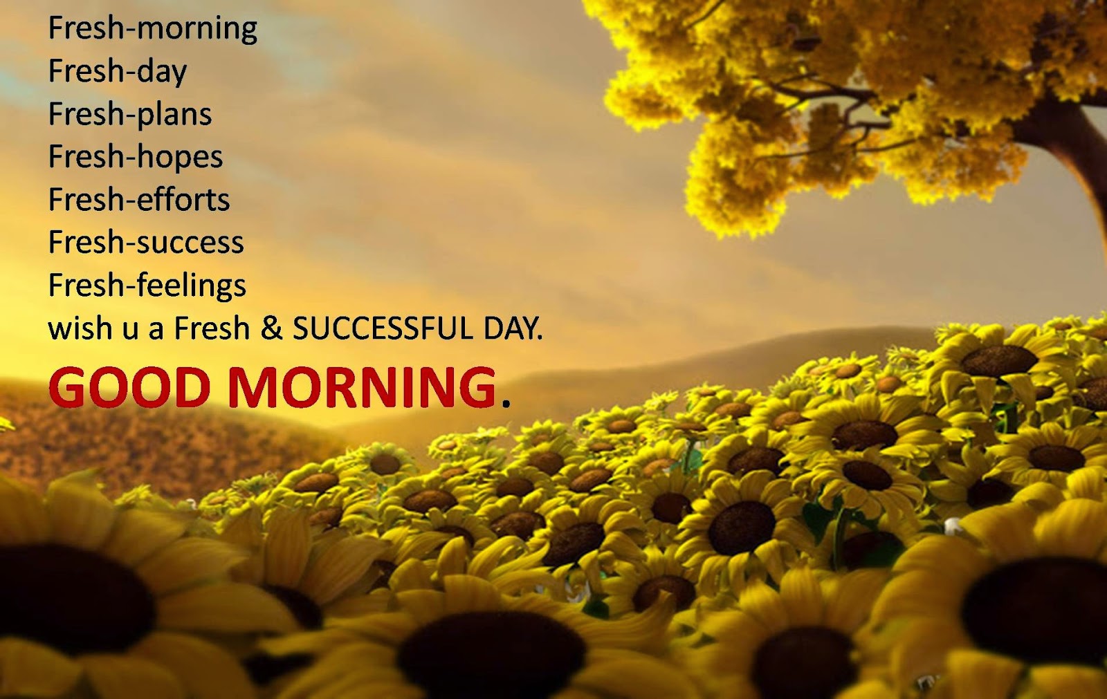 Mr Cruiser s Notes Beautiful Sunny Wednesday mr-cruiser-s-notes-beautiful-sunny-wednesday
